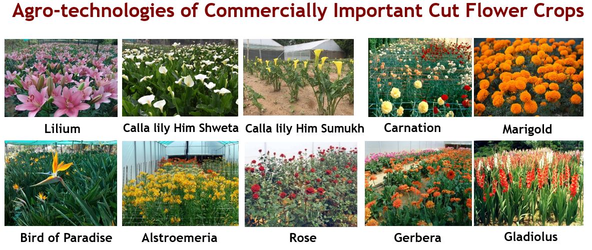 CSIR Floriculture Mission